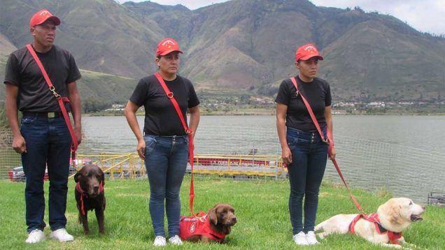 Dayko, un chien de sauvetage meurt d'épuisement après avoir sauvé 7 ...
